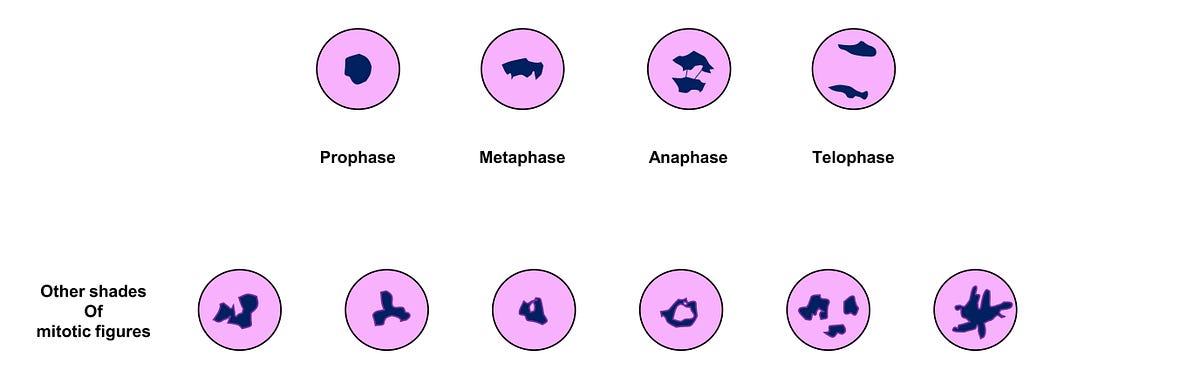 Histopathological Biomarker Extraction By Computer Vision By Minh Khang Le Medium
