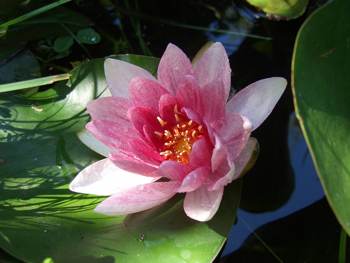 I Saw a Lotus Bloom. The everlasting presence of Truth… | by Astrid ...