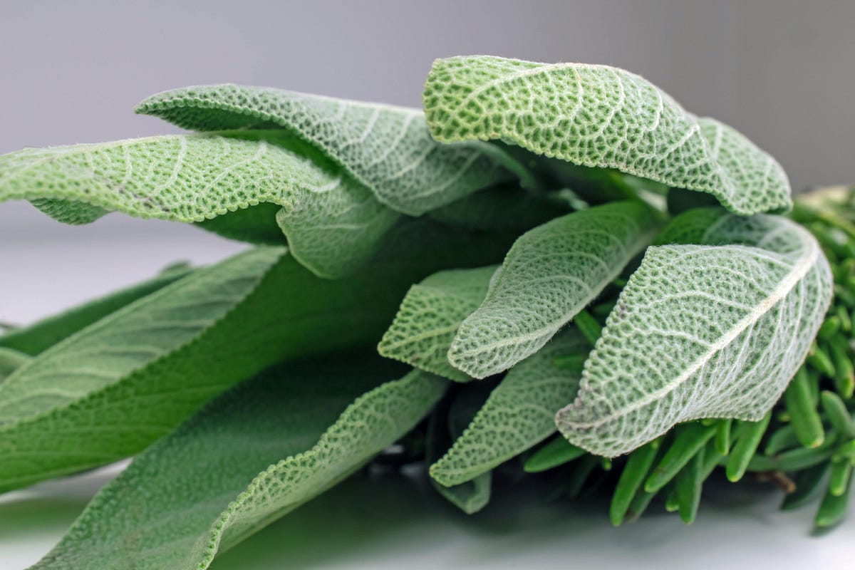 DISCOVER THE VERSATILE USES OF SAGE AS A HERB | by Davidmwangi | Jun ...