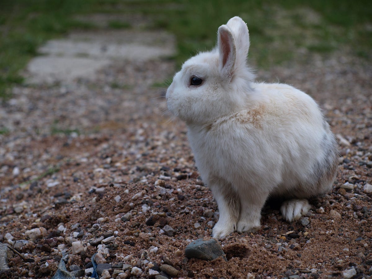 The Story of One Happy Free Range Rabbit | by Leonard Odlozilik | Medium