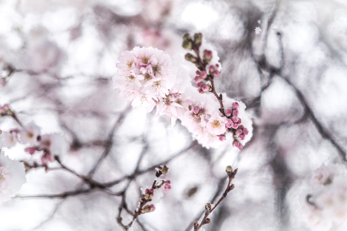 Ephemeral. A self-reminder of what photography… | by Julien James Auzan ...