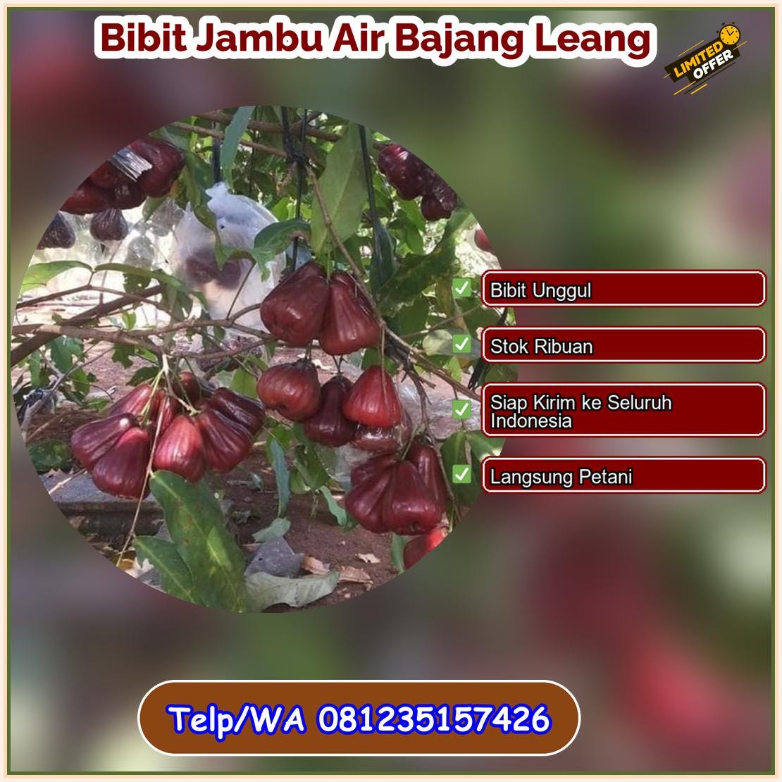 Pusat Pembibitan Bibit Jambu Air Bajang Leang - Ameliahulicarly - Medium