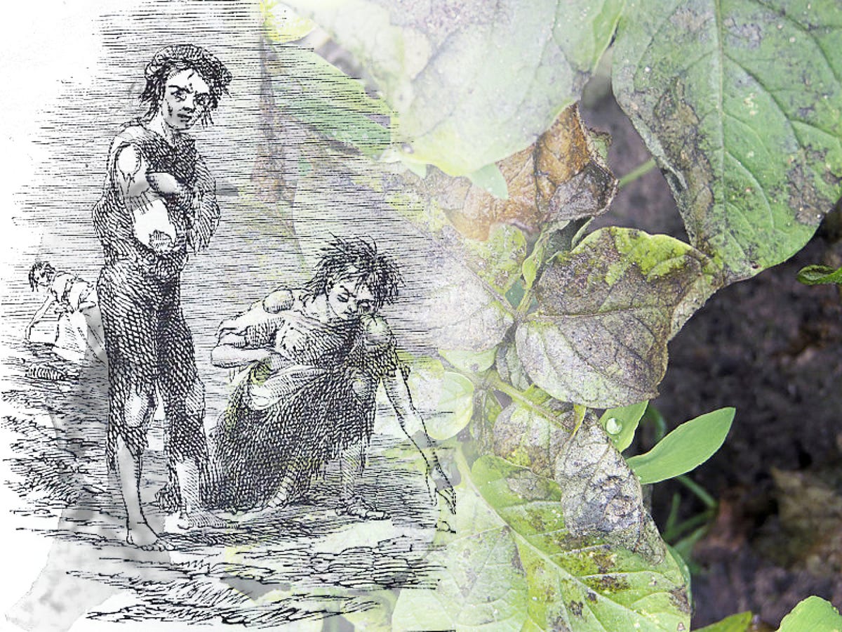 The plant destroyer behind the Great Famine | by eLife | Roots and ...