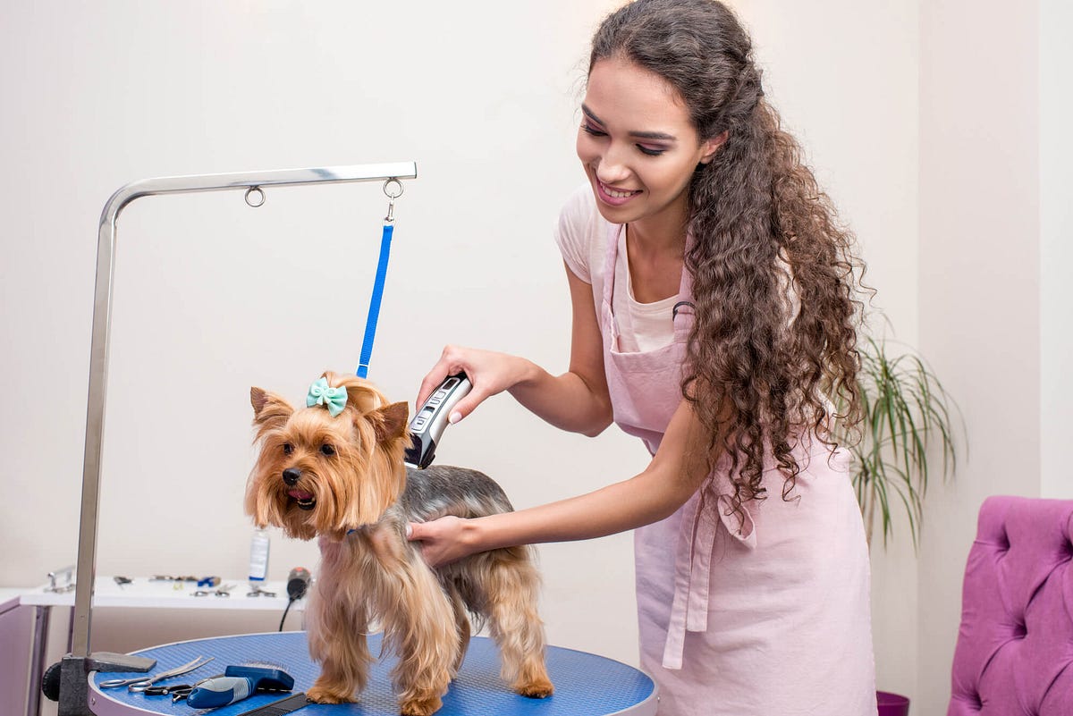 Keep Your Furry Friend Looking Their Best with Pet Grooming in Karol ...