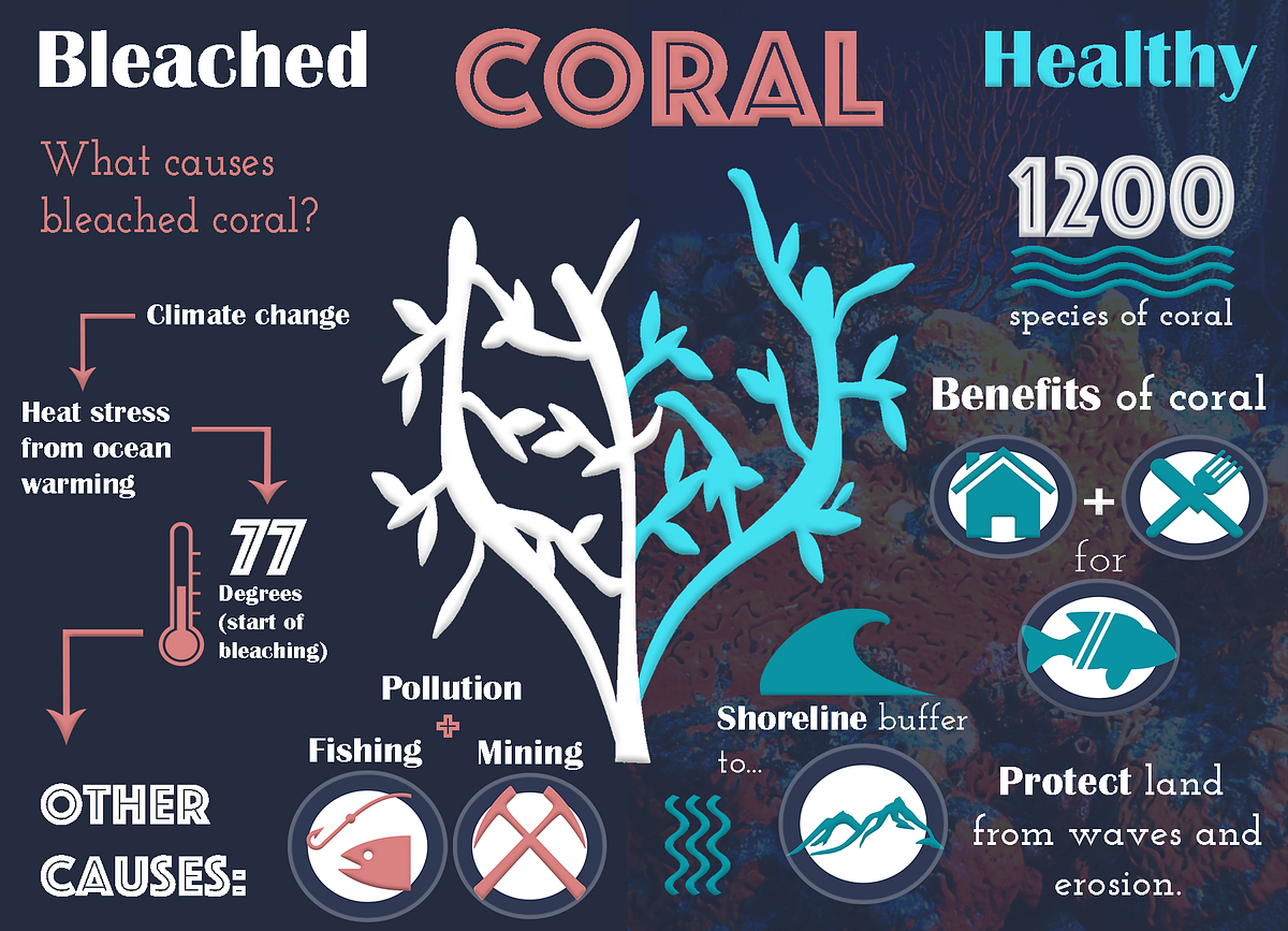 Coral Bleaching Infographic & B2 Timeline | by SciView | SciView | Medium