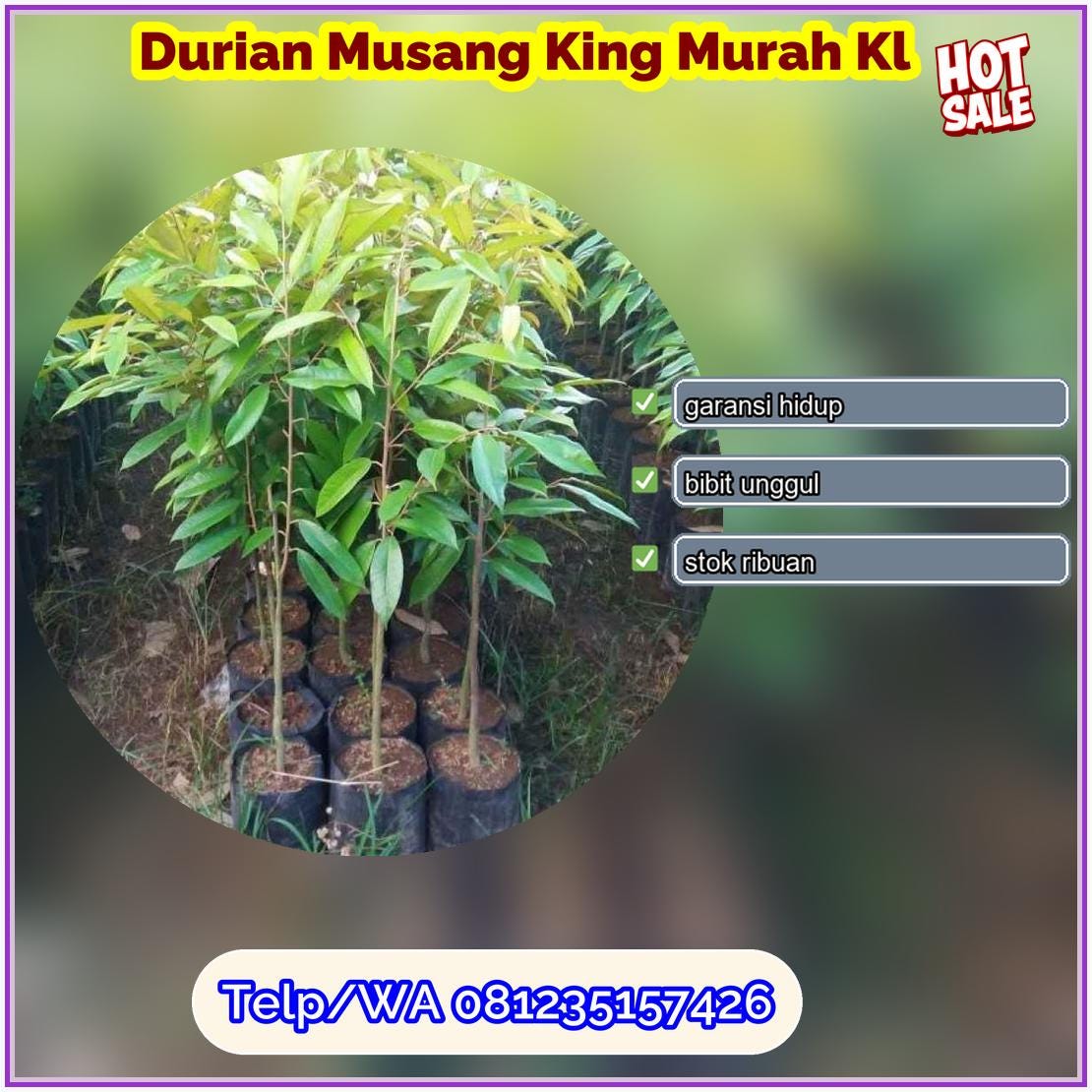 Durian Musang King Murah Kl | by pradipa bibit | Jul, 2023 | Medium