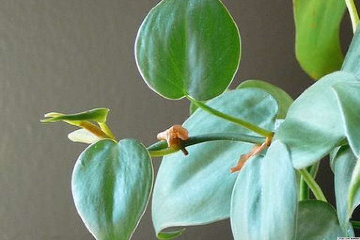 10 Amazing Indoor Houseplants for Health | by allen | Medium
