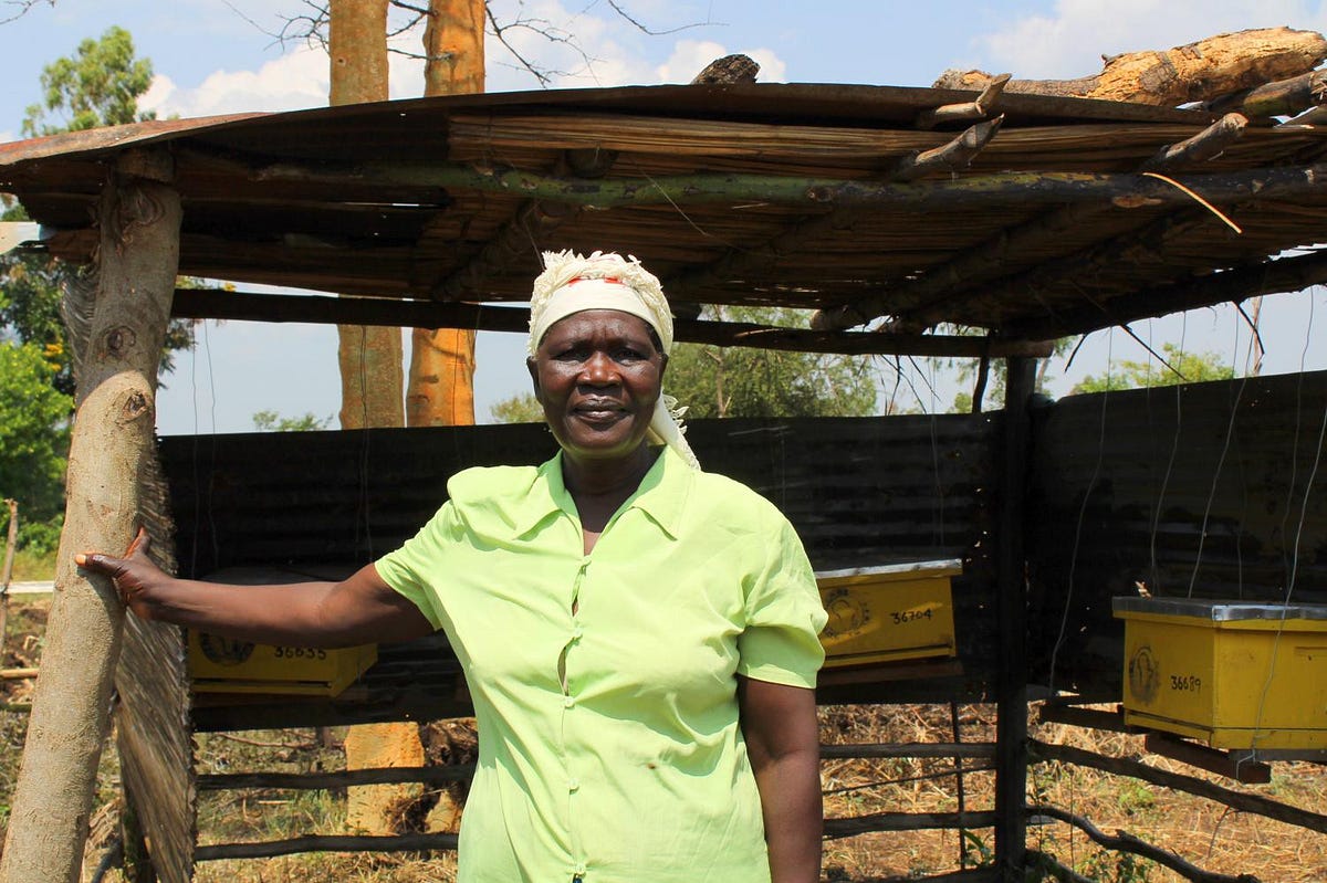 Kenya’s Women Beekeepers. By Erin Yamaoka, Kiva Fellow in Kenya | by ...