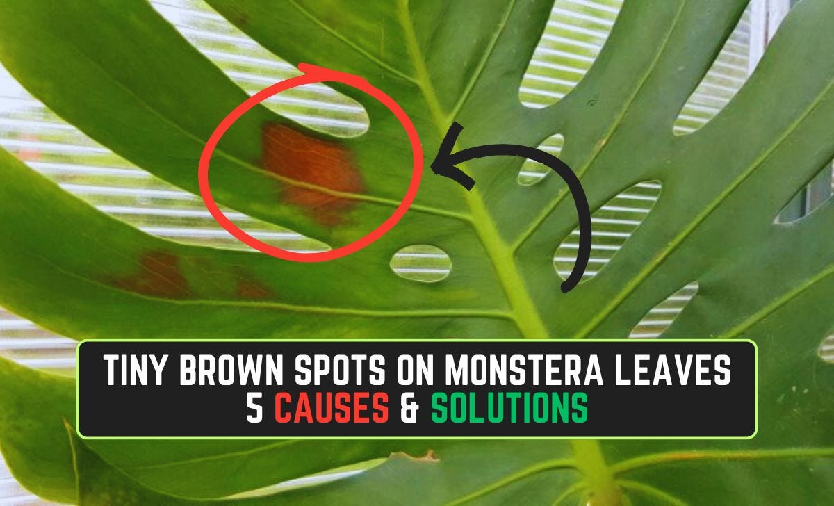 Tiny Brown Spots on Monstera Leaves: 5 Causes & Solutions | by Atik Faysal | Jul, 2024 | Medium