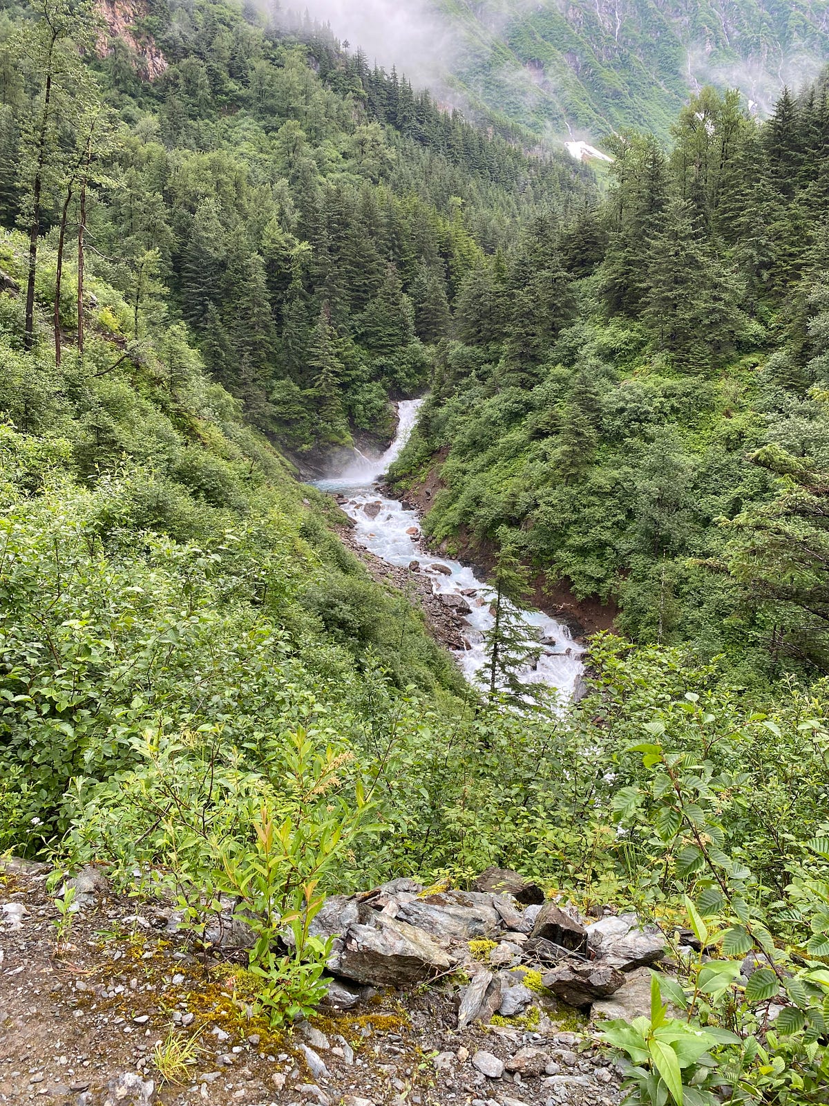 Where the Trees Remember: The Tongass and the Plan That Threatens Its ...