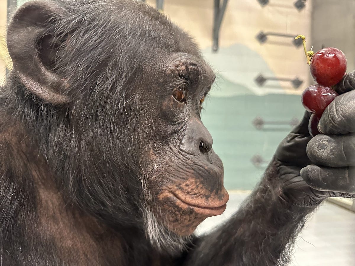 Inside the Dark and Unregulated World of Roadside Zoos | by Nicole ...