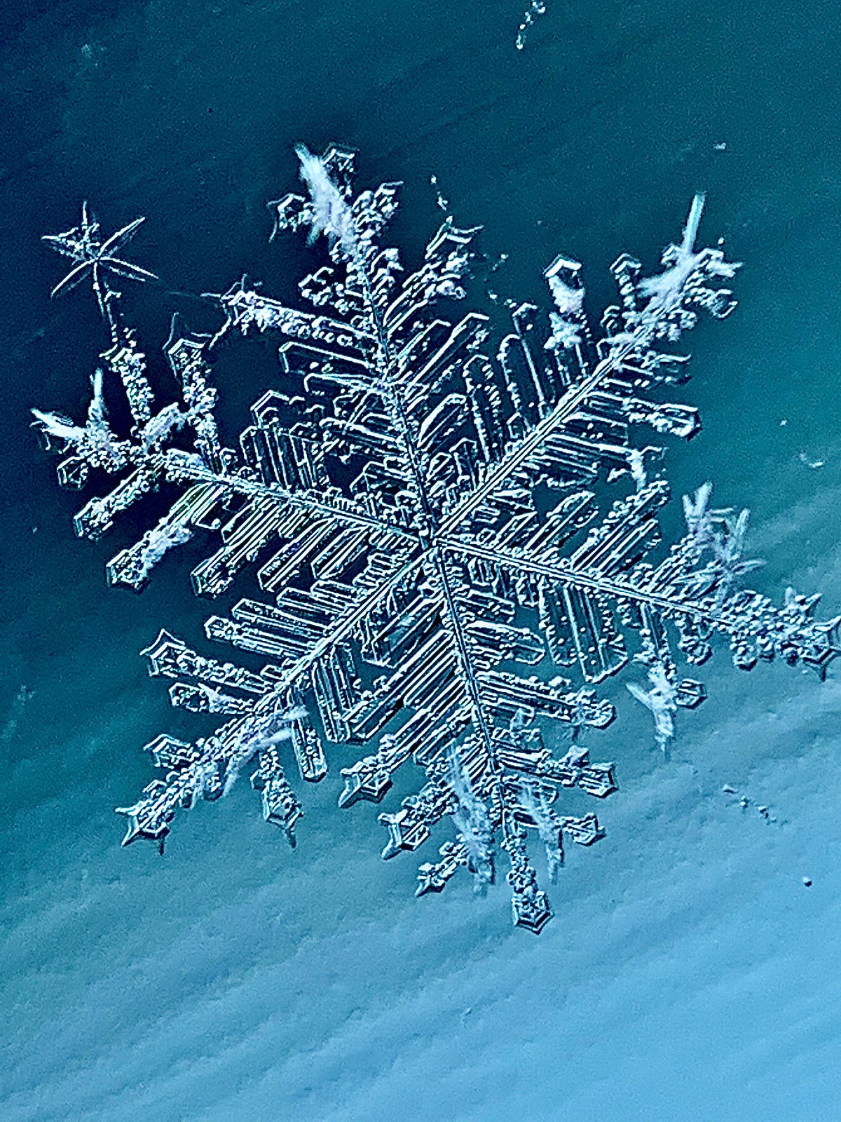 Falling Fractals. “I don’t eat December snowflakes. I… | by Roya Damabi ...