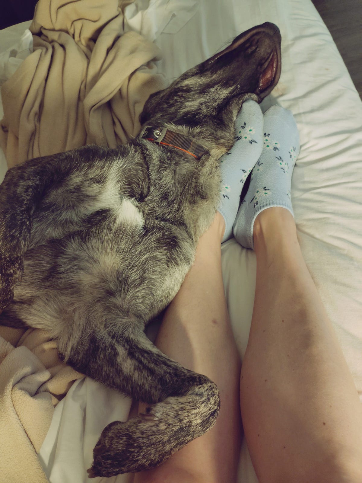 For the love of Dog!. “Sometimes, friends fall down..." said… | by Mandeline Sterling | Oct ...