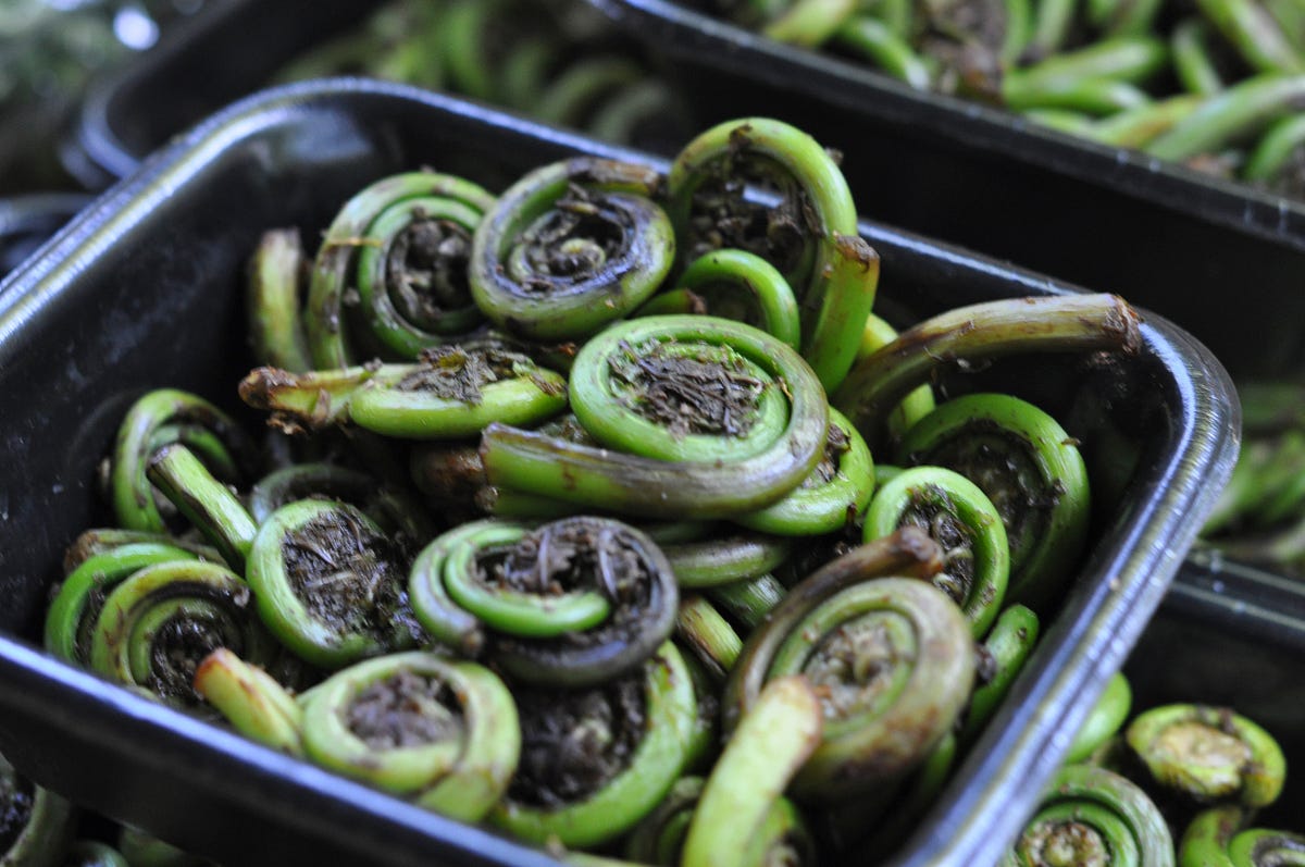 foraging for ferns. at the farmers market | by Molly Skeen | Medium