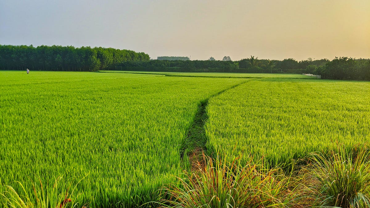 How Does Sea Level Rise Affect Rice Production in Southeast Asia? | Medium