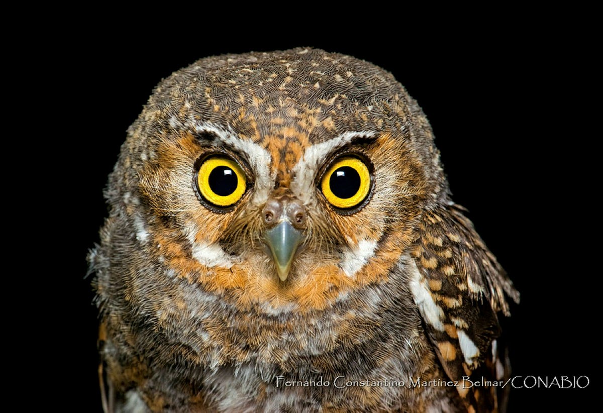 Tecolotes, un canto de vida y esperanza 🦉 | by La Libélula México | Medium