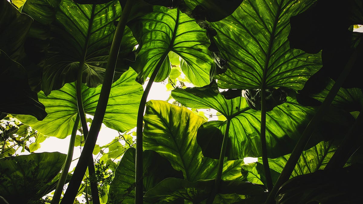 The Importance of Conserving Rare Plants: Why Biodiversity Matters | by ...