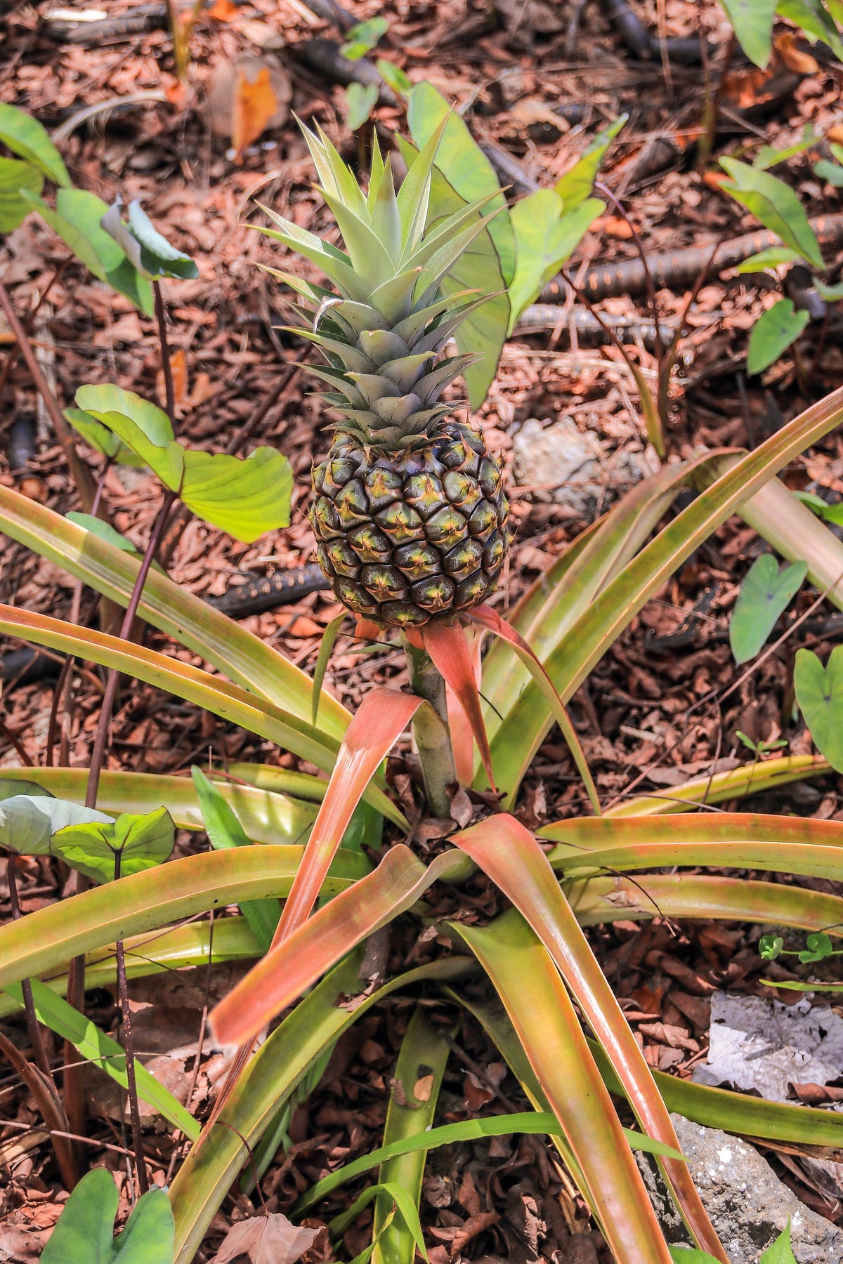 Pineapple Science. A free verse response to gravity prone… | by James G ...