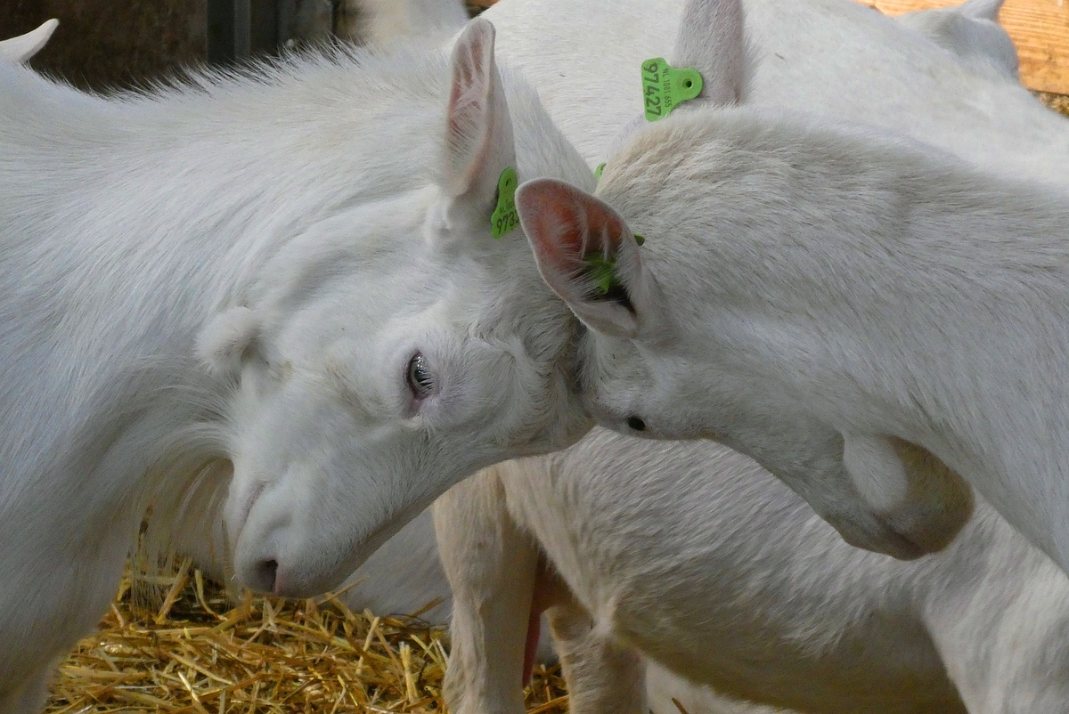 Headbutts: Different for Human Species and Beasties | by Brian Dickens ...