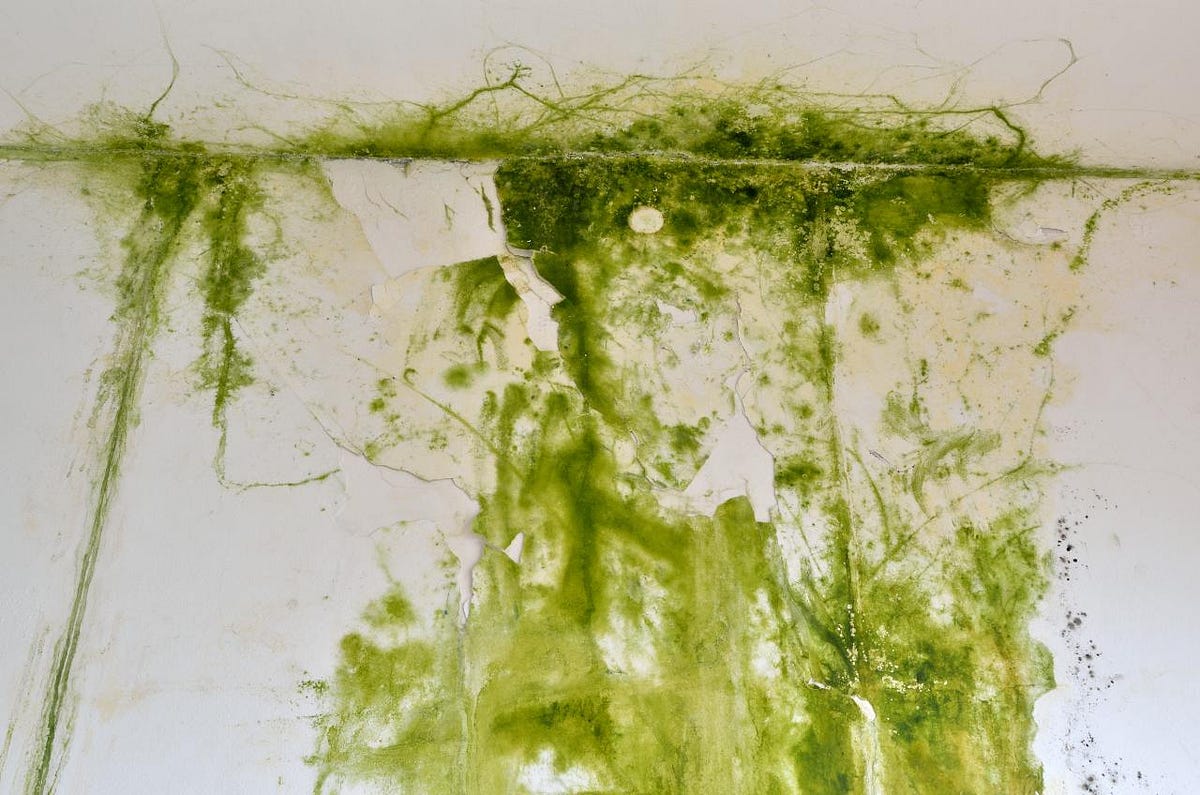 Dealing with Mold in The Home. Mold is the enemy of every homeowner ...