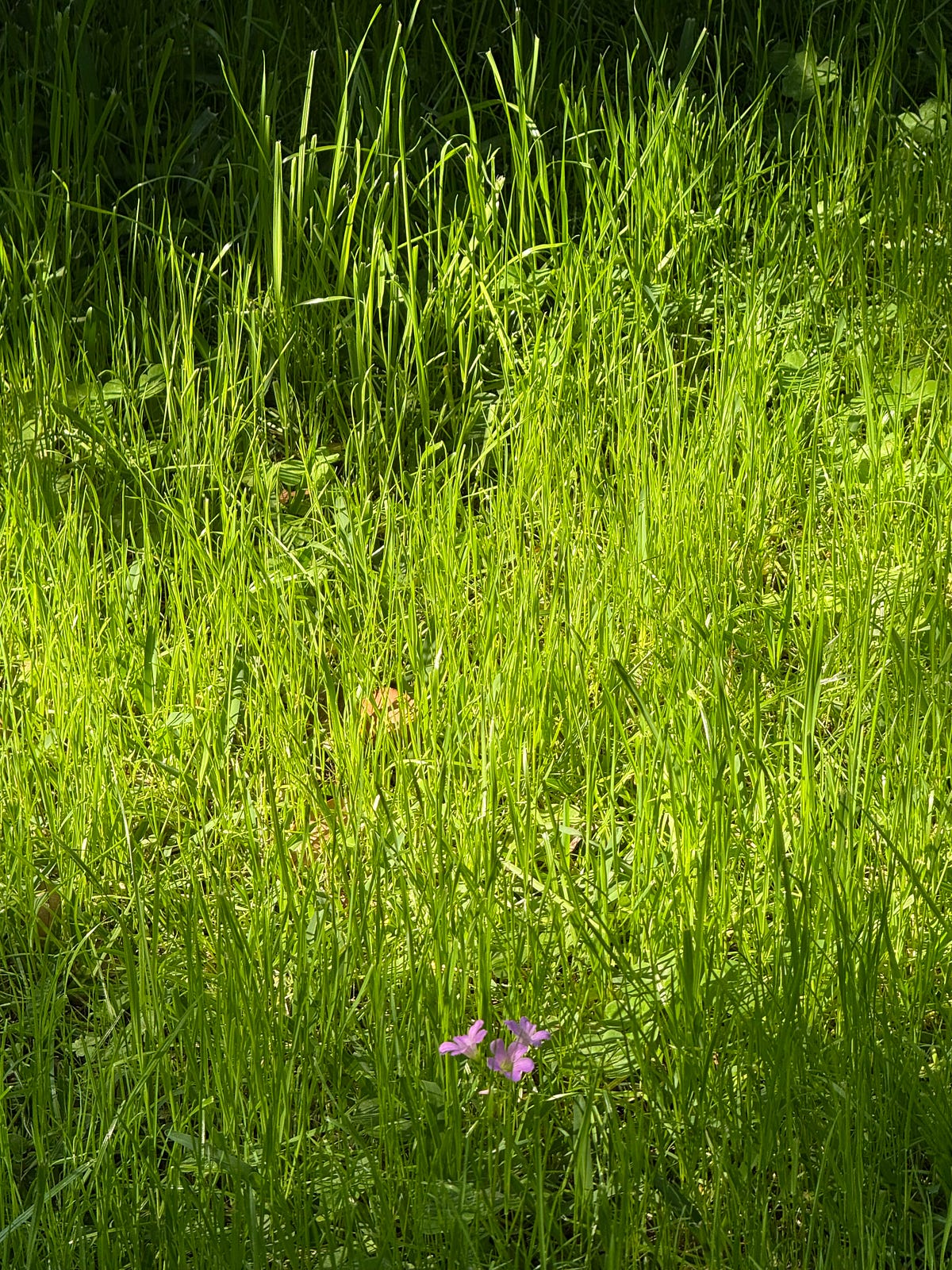 Why Fresh-Cut Grass Smells Like Summer | by John Knight, PhD | Science ...