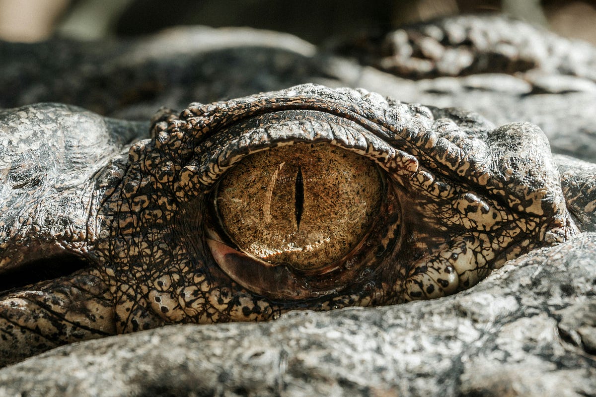 ICE Agents Keep Getting Attacked By Gators At “Alligator Auschwitz ...