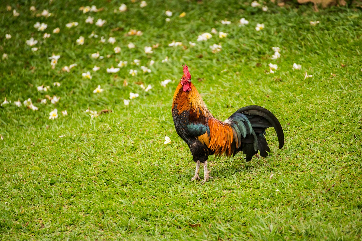 A Message From The Ancestors or How a Rooster’s Crow in Tanzania ...