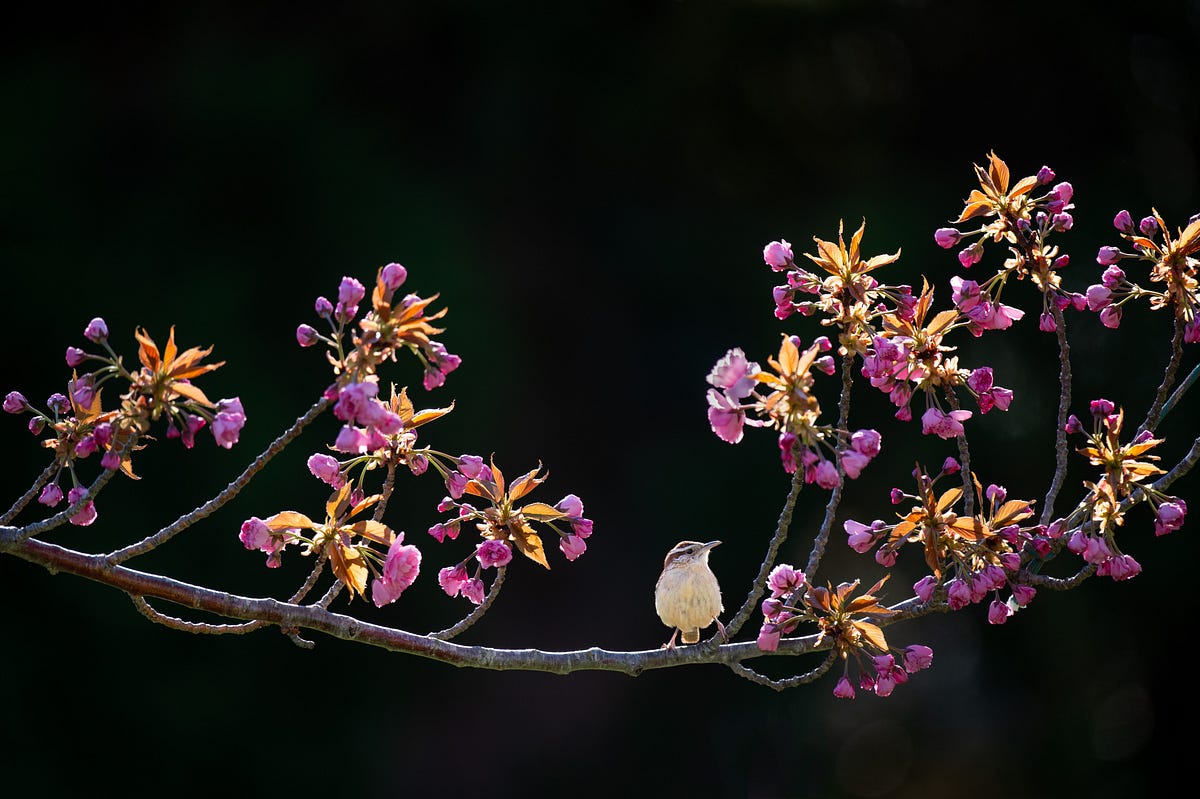 A New Silent Spring. In 1962, Rachel Carson’s Silent Spring… | by Jack ...