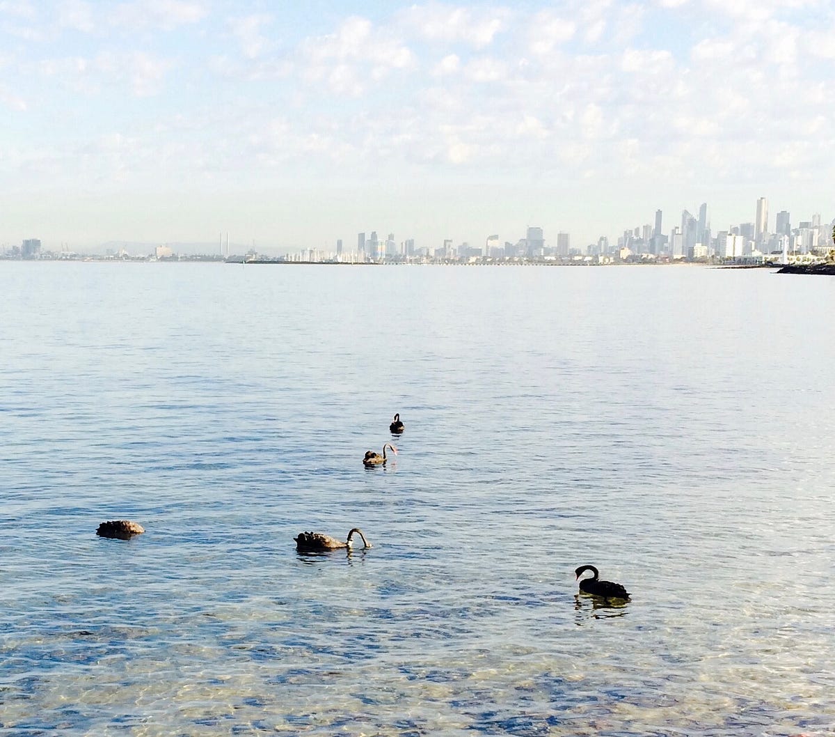 Haiku — Wild Swans №1. Japanese poem: 野生の白鳥 (yasei no hakuchō) | by ...