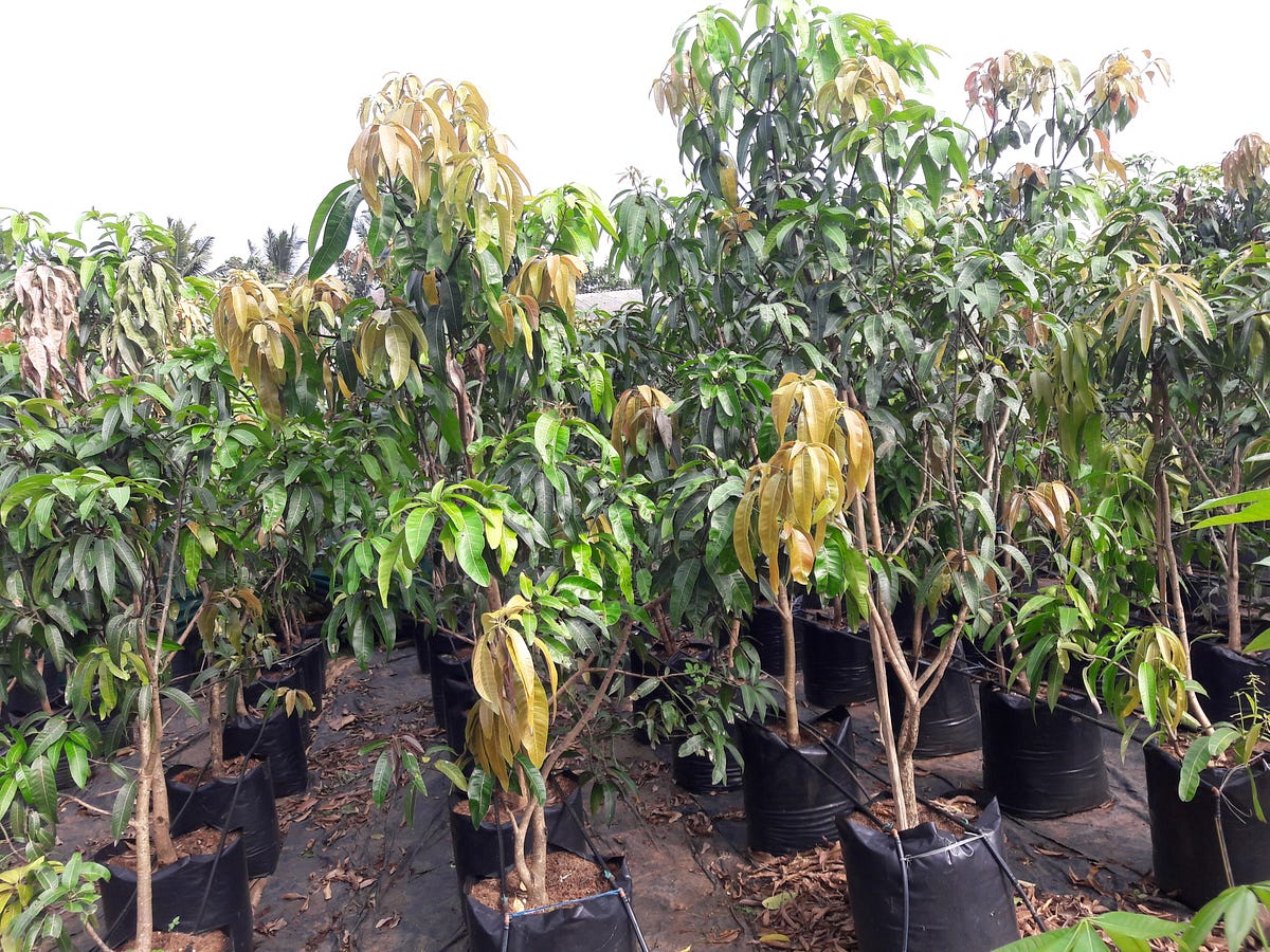 plant nursery in ponnani malappuram kerala india | Medium