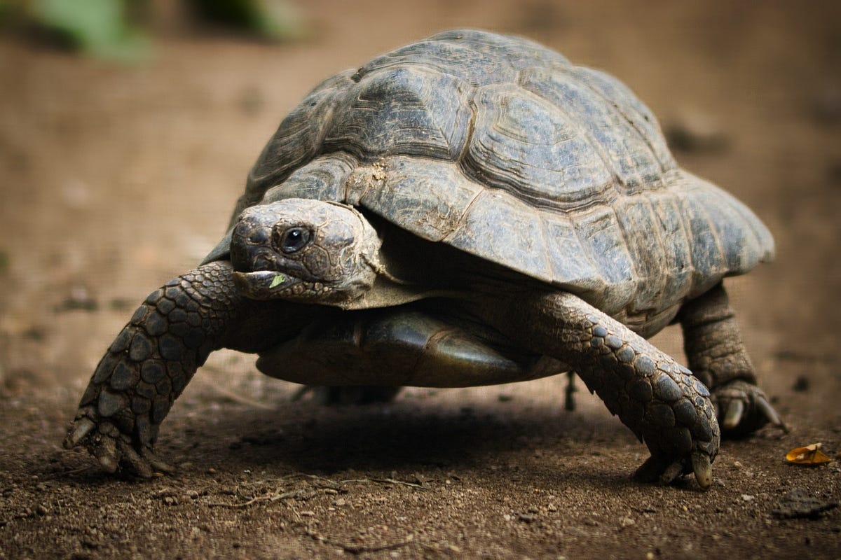 The untold story of the tortoise’s cracked shell | by Lawal Adebowale ...