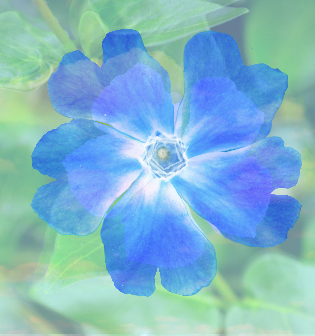 The Last Flower on Earth. A heartbeat of blue | by Kelly Martone | Medium