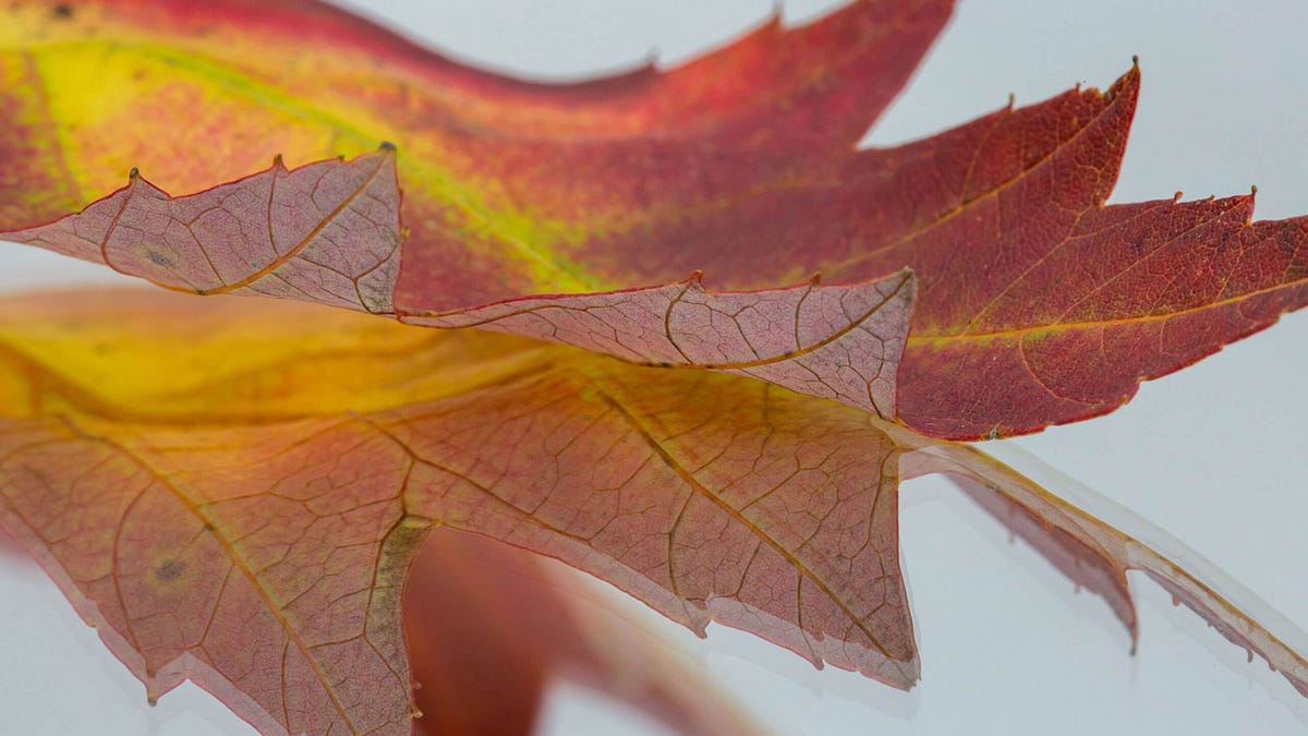 Photographing Fall Leaves With Your Macro Lens Indoors | by Lauri Novak ...
