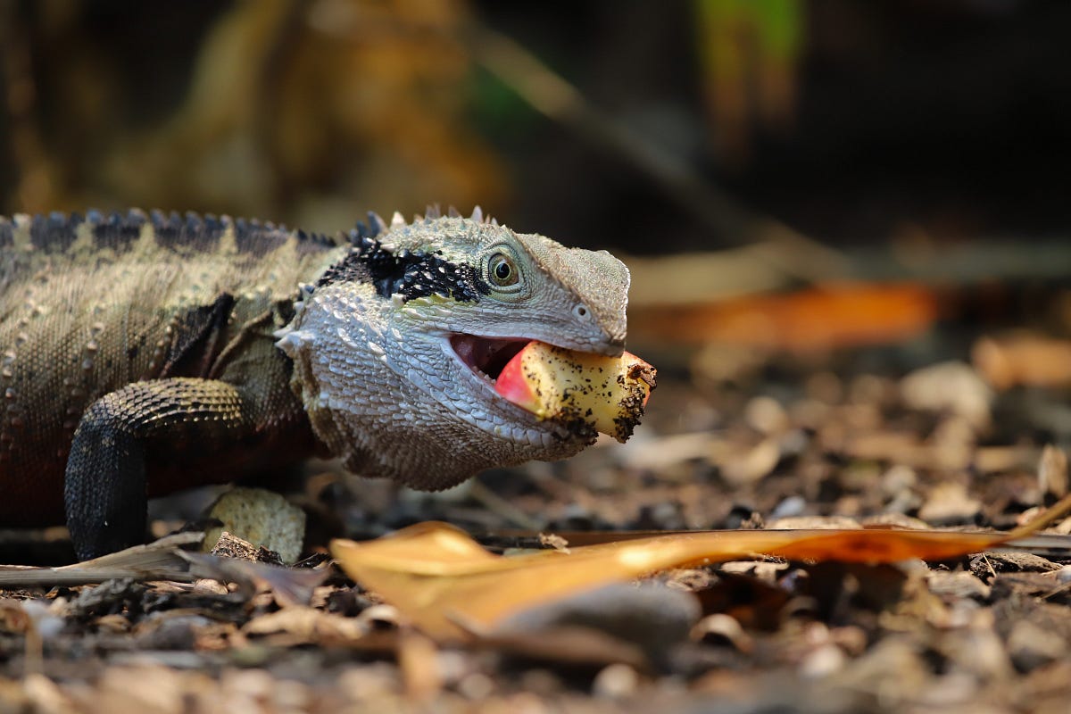 5 Tips to Improve your Wildlife Photography | by Makena Darya | Medium