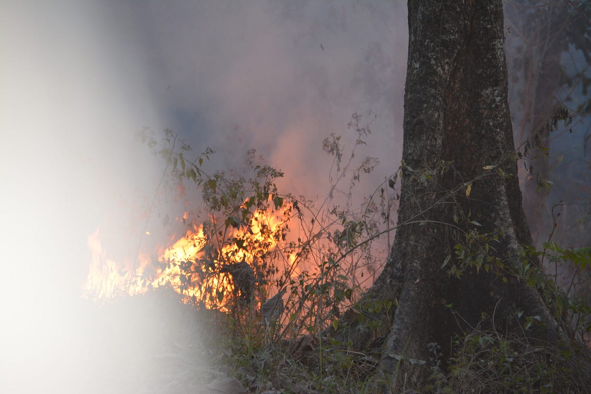 Forest Fires: Unraveling the Dual Impact of Climate Change and ...