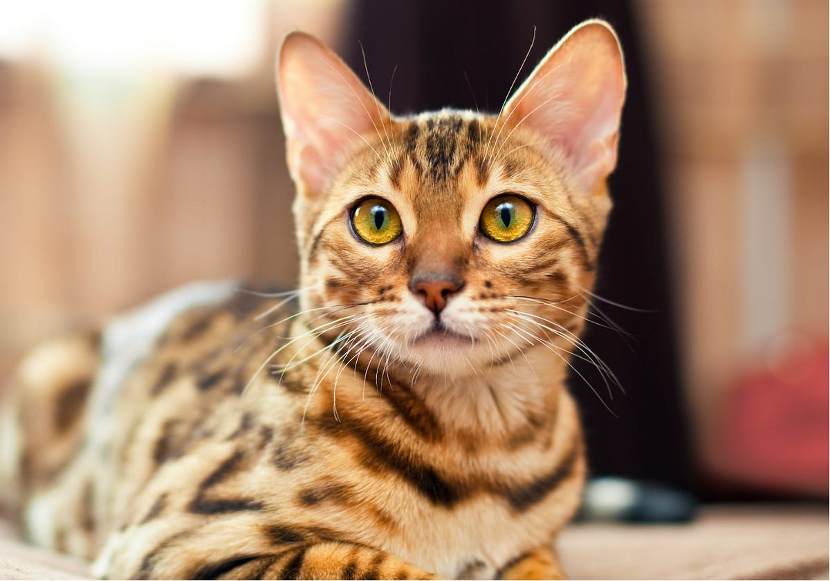 Bengal Cat Breeder | Bengal Cat Club - Bengalcatclub - Medium