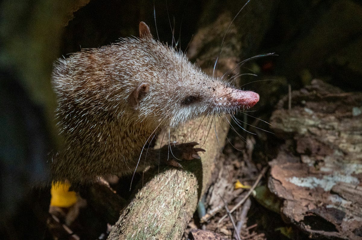 Meet Ronin: The Hero Rat Saving Lives One Sniff at a Time. | by Radhika ...
