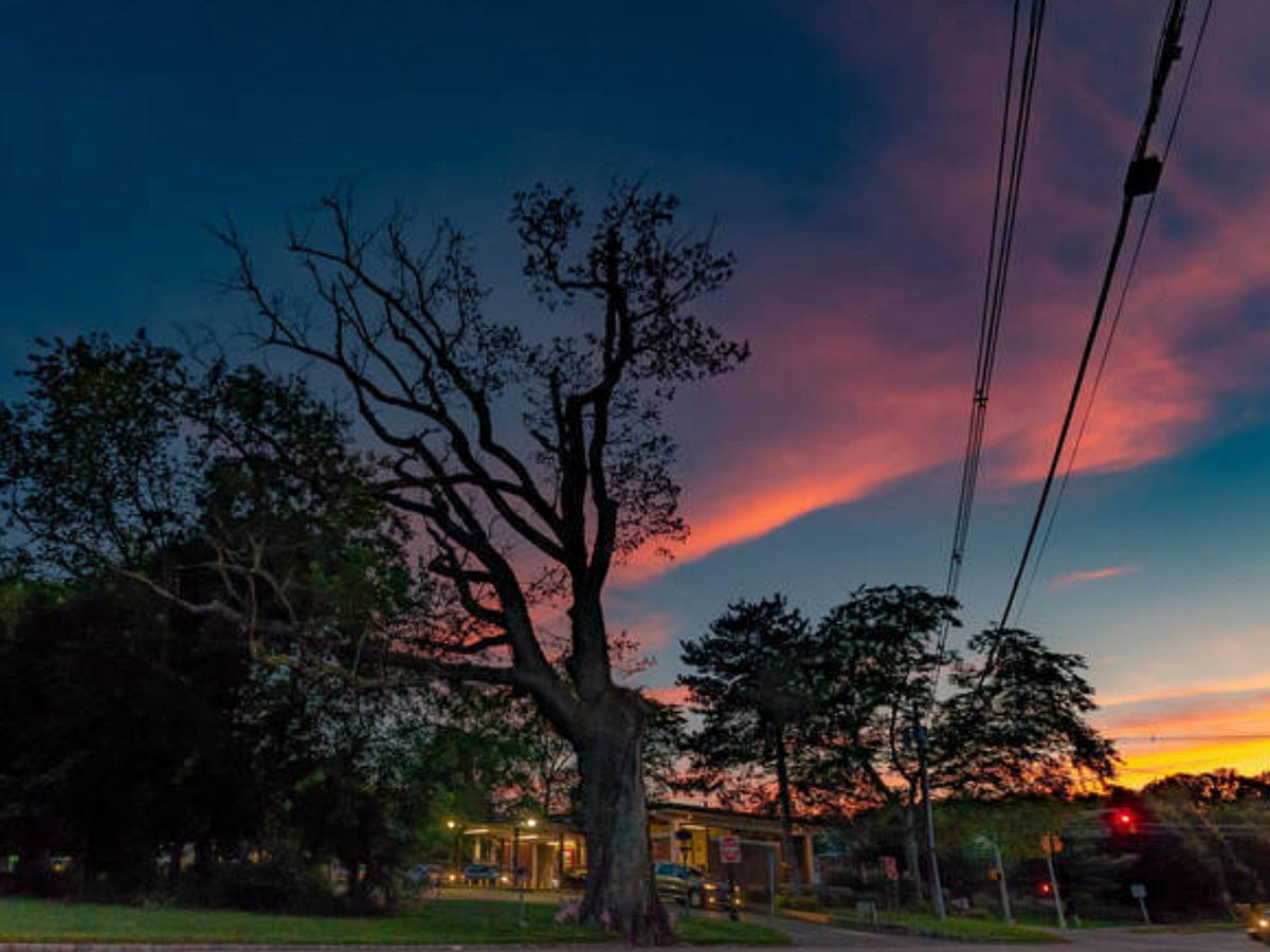 Randolph’s Liberty Tree: A Legacy Lives On | by Morristown Minute | Medium