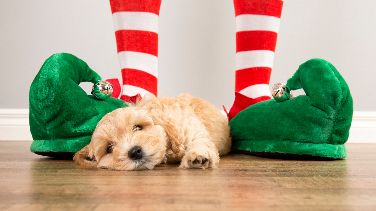 Just Say NO to Elf on the Shelf. I’m all about traditions, but from a ...