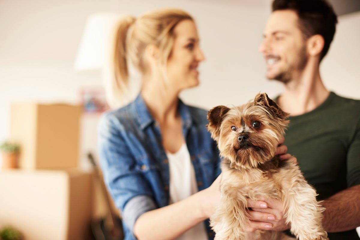 Pet relocation services and considerations | by Sunitagait | Jan, 2024 ...