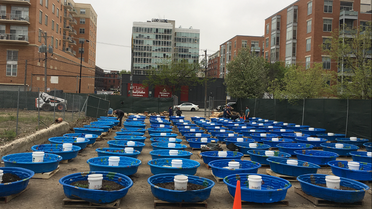 How West Loop Residents Are Bringing Life to Vacant Lots | by Mauricio ...