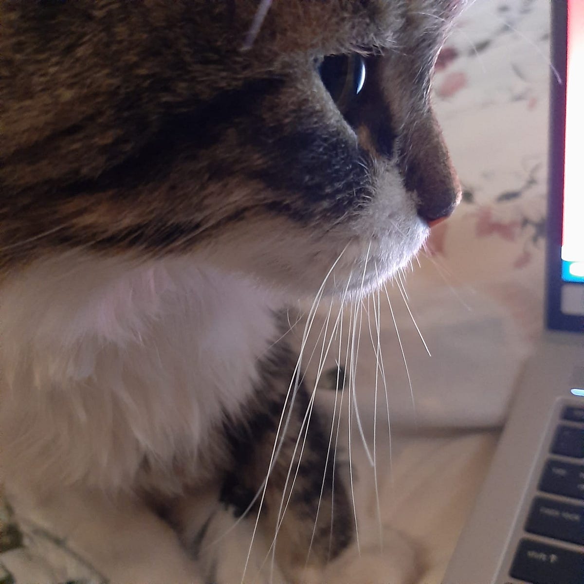 The Grief Over a Dear Pet. It hurts. Period. | by Laura Brigette | Aug ...