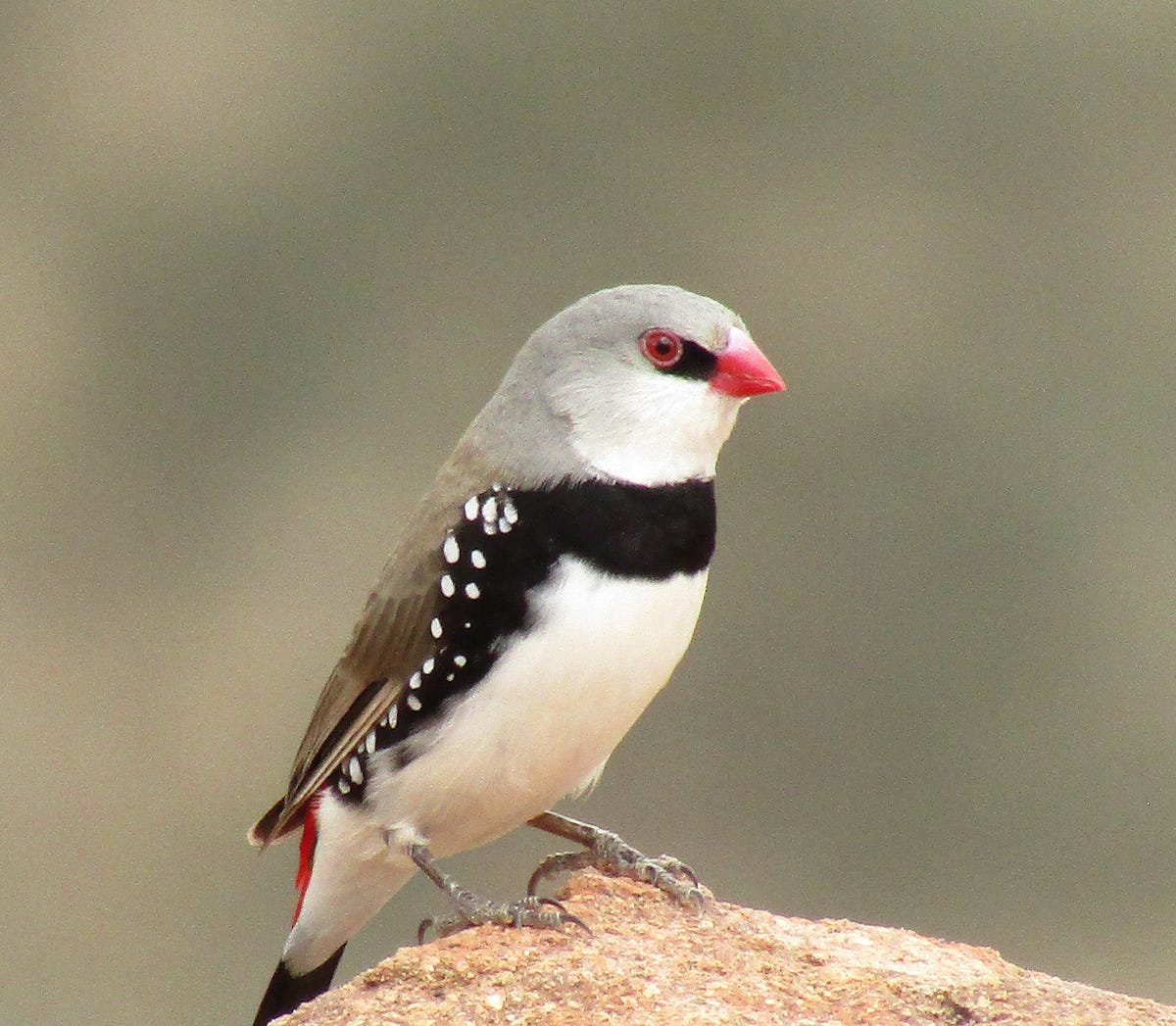 Diamonds and Depression. This bird is a Diamond Firetail Finch. | by ...