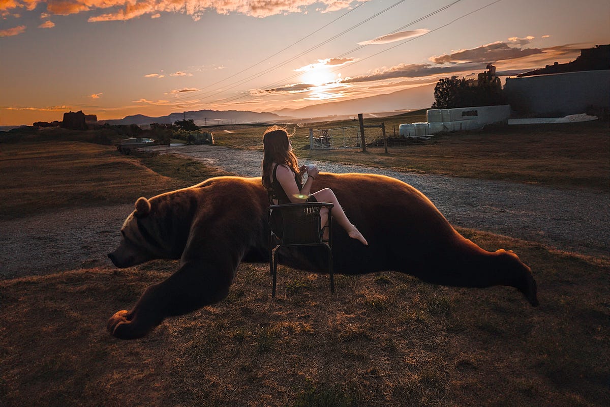 Why “picking the bear” became such a big thing | by Lexie Janson | Medium