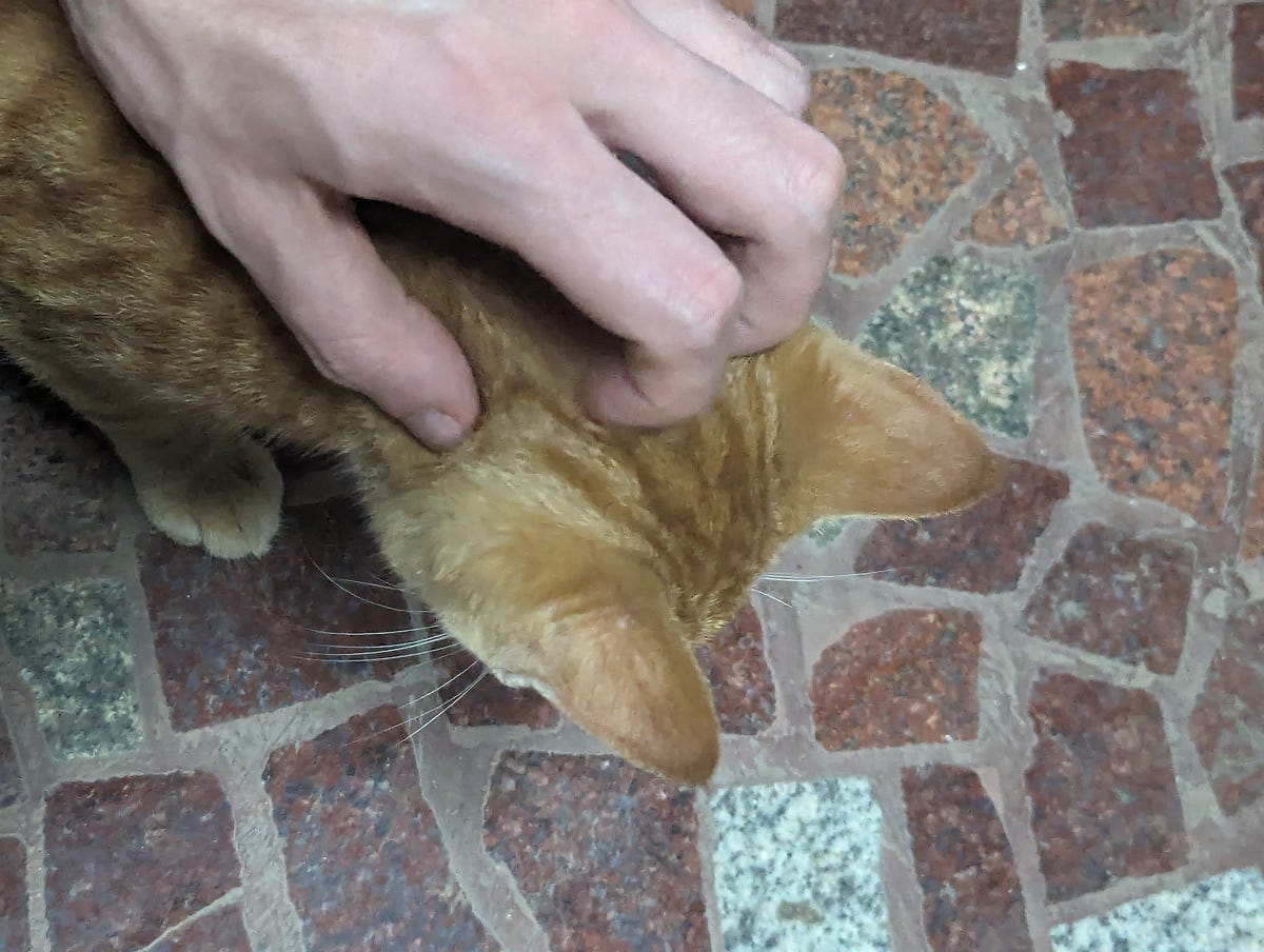 Be The Person Who is Kind to Animals | by M. Cole Grady | Short. Sweet ...