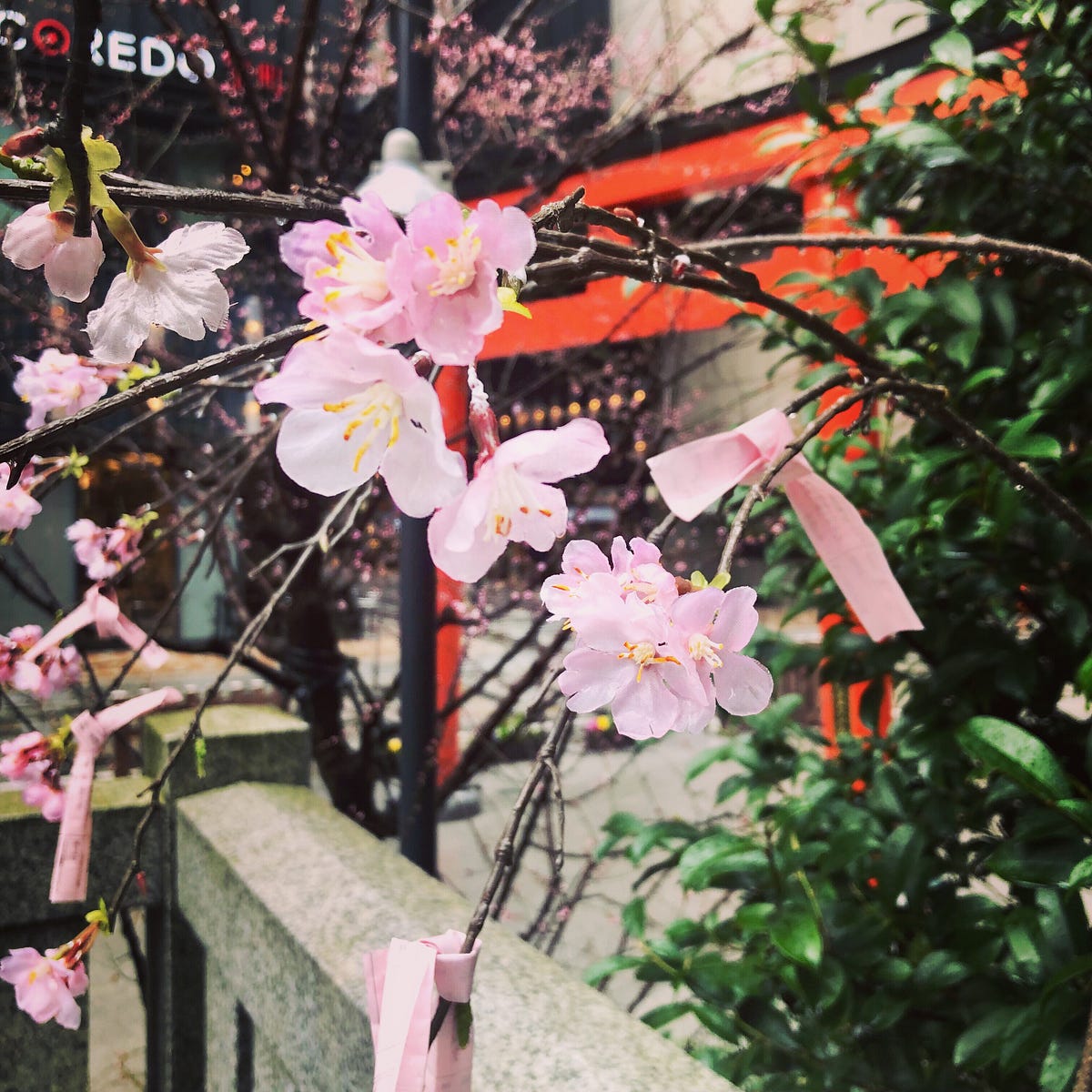 Haiku — Spring Blessings. Japanese poem: おみくじ (Omikuji) | by Lucy King ...