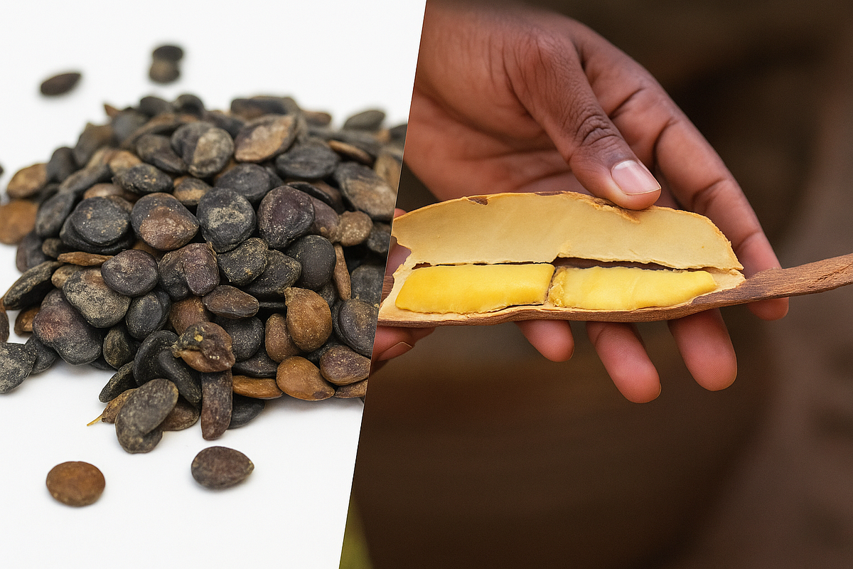 African Locust Bean (Dawadawa): The Forgotten African Superfood Sitting ...