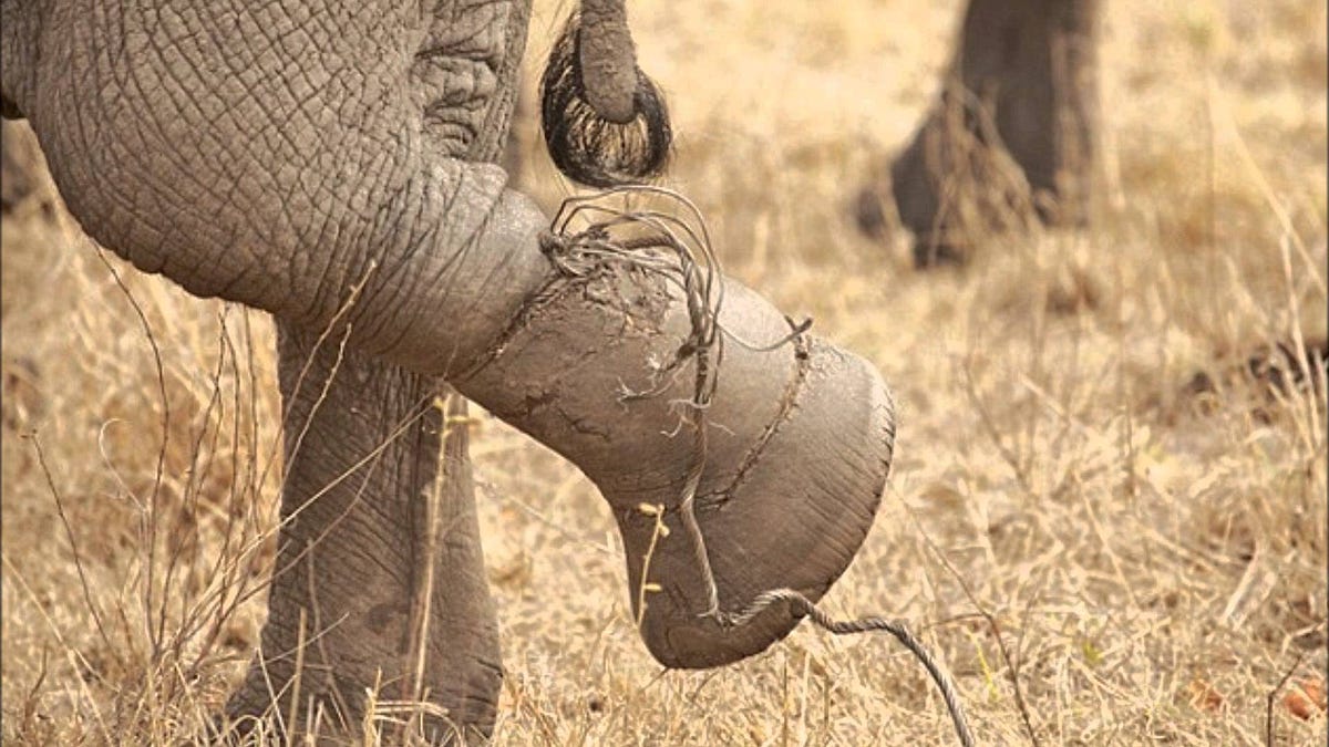 The Elephant Rope. As a man was passing the elephants, he… | by Thanh ...