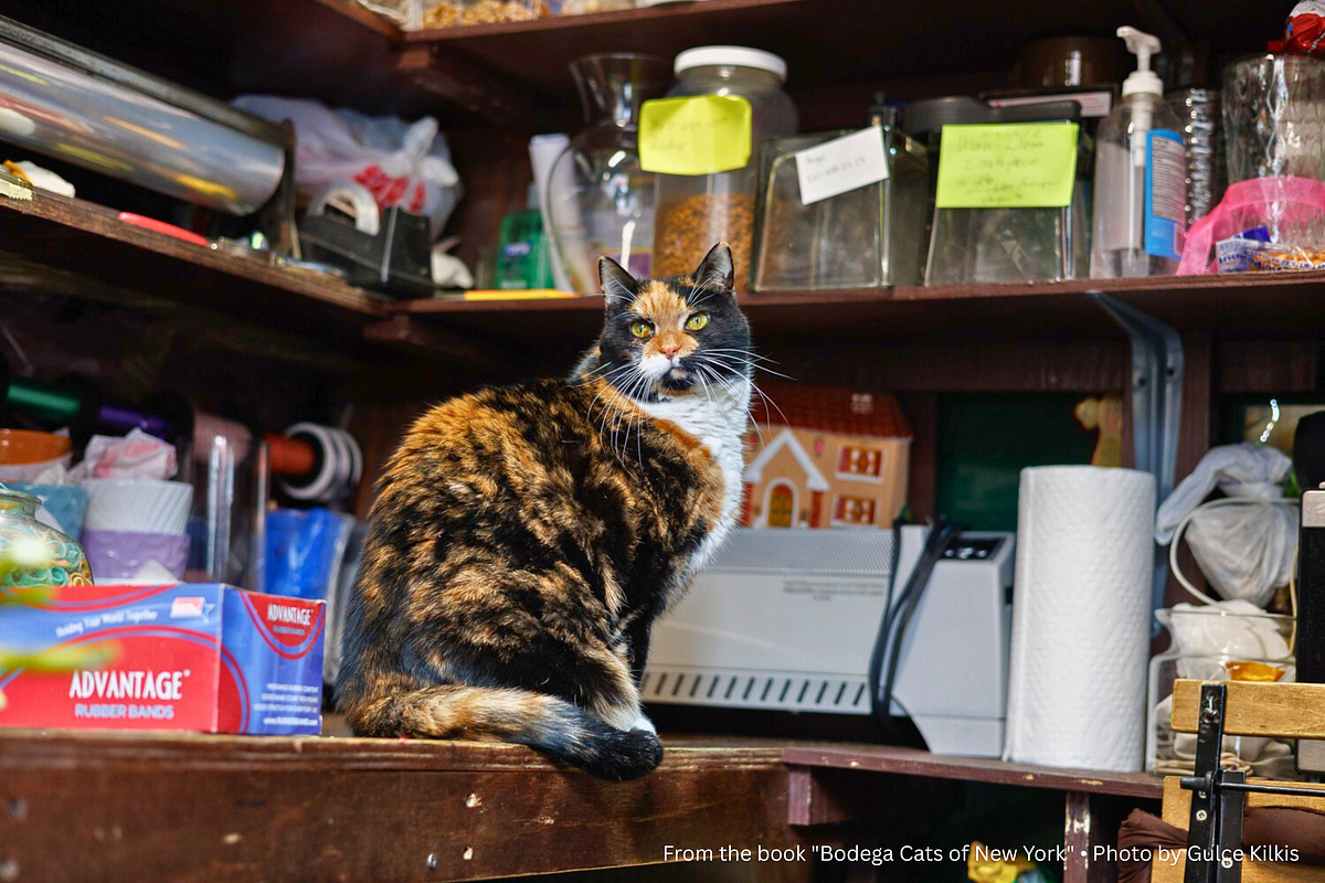 The Calico of 47th Street. Famous on Google Street View. | by Bodega ...