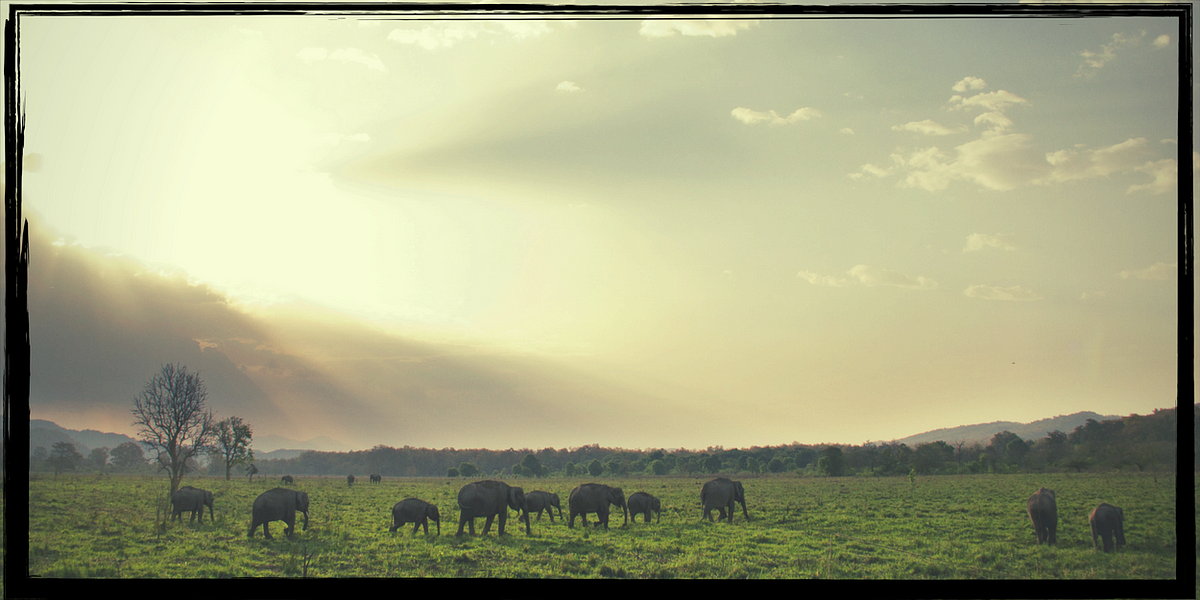 Elephant Work. “Never apologize for who you are. It… | by Jaime Pollard ...